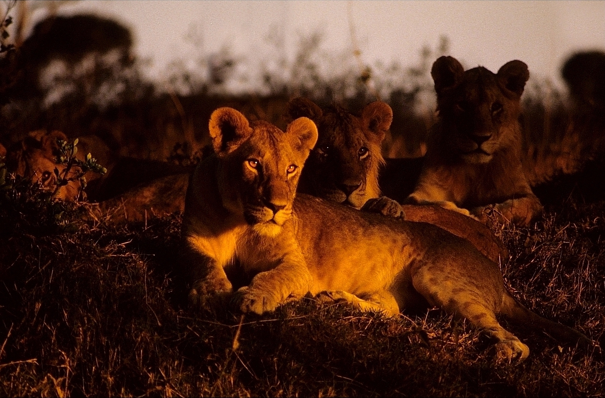 Lake Nakuru Game Drives | Day & Night Safari Tours in Kenya